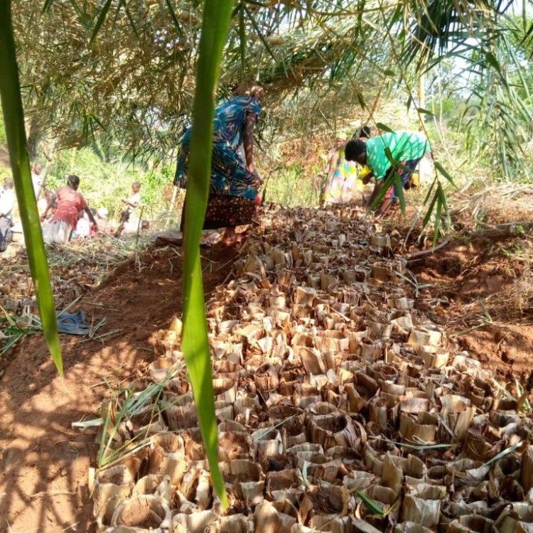 Trees for life BURUNDI